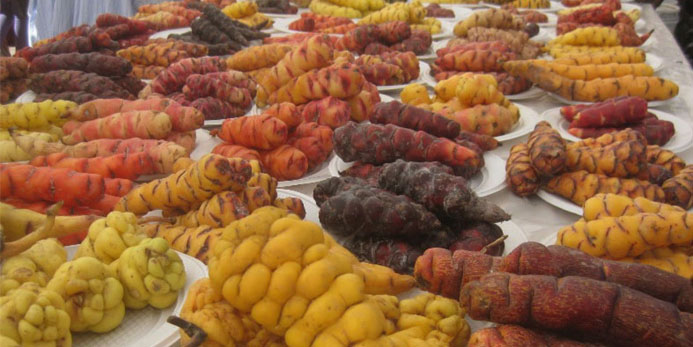 La mashua, un producto andino milagroso |Blog USIL